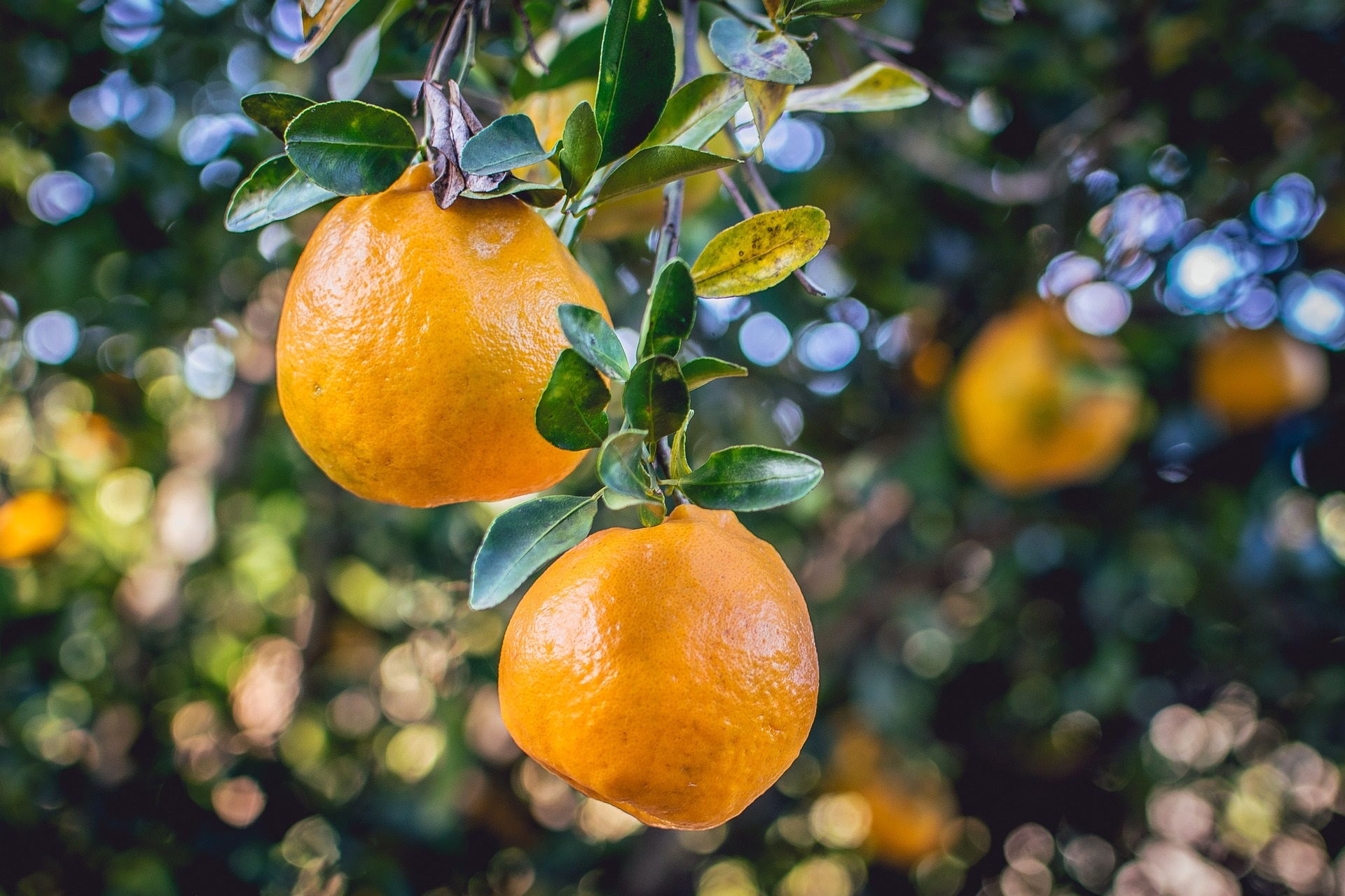 Orangen mit Geschmack nach mehr Fairness und Gerechtigkeit - Vamos e.V.
